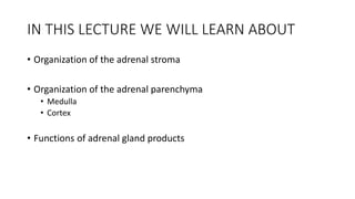 ORGANIZATION OF THE ADRENAL GLAND.pptx
