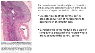 ORGANIZATION OF THE ADRENAL GLAND.pptx