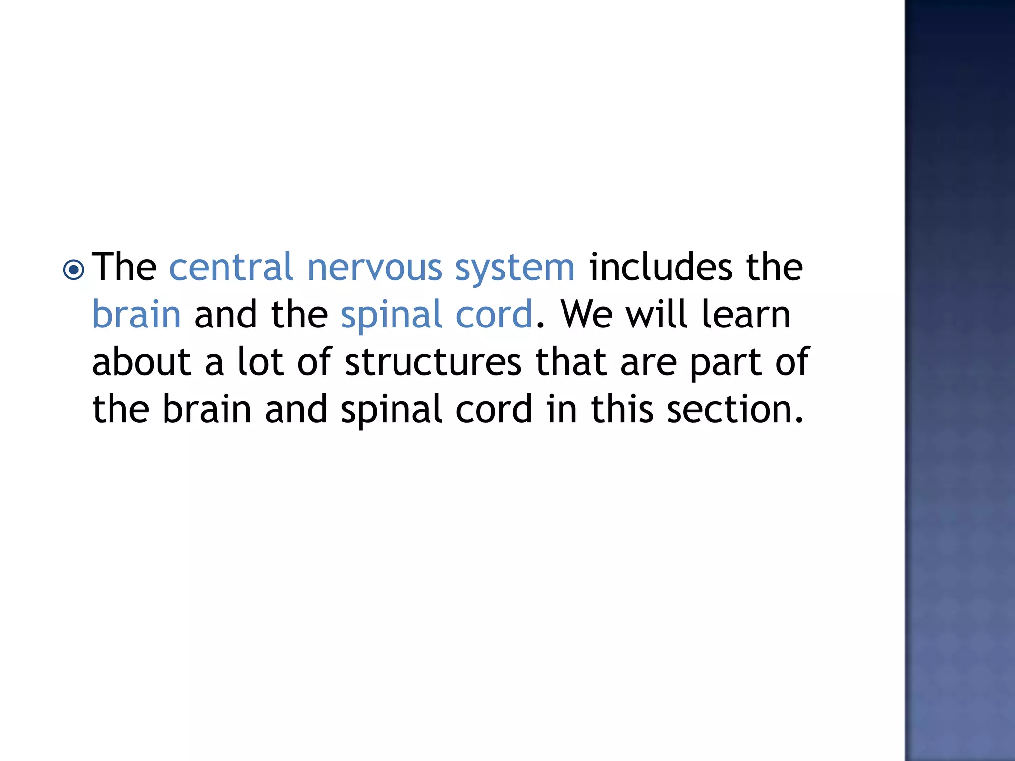 Organization Of The Brain | PPTX