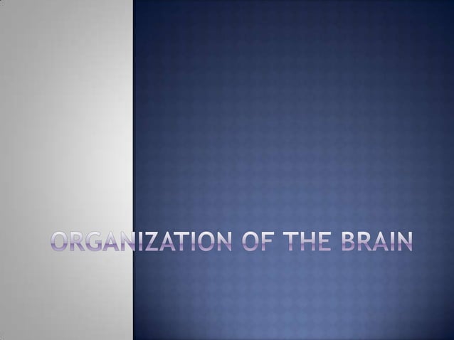 Organization Of The Brain | PPTX | Brain and Nervous System Disorders ...