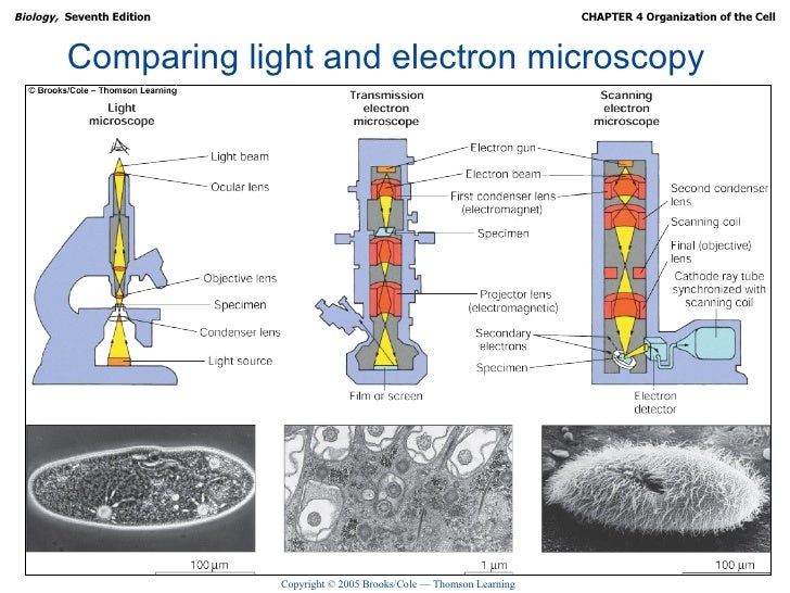 Organization Of The Cell Ch04 Lecture