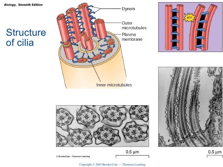 Organization Of The Cell Ch04 Lecture