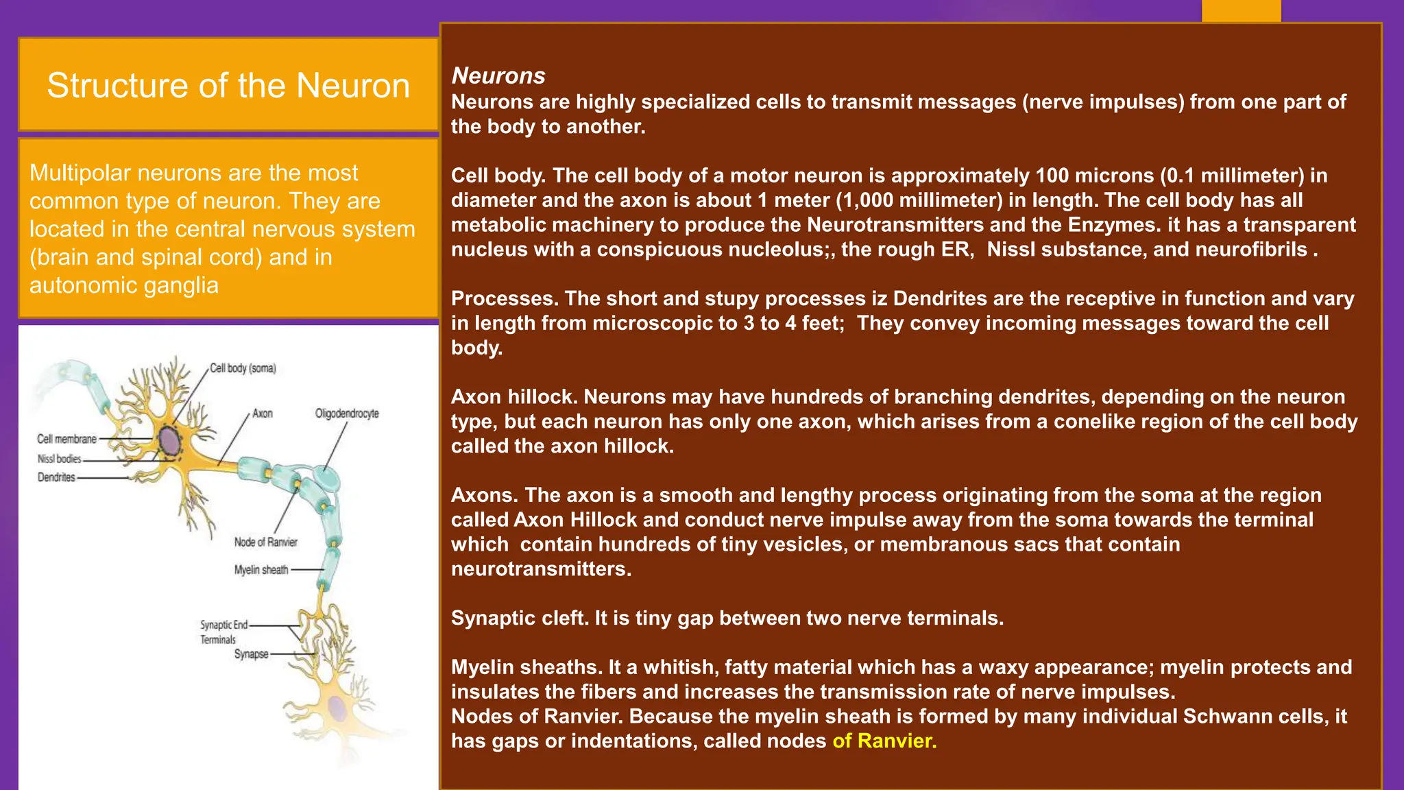 ORGANIZATION OF THE HUMAN NERVOUS SYSTEM.pptx