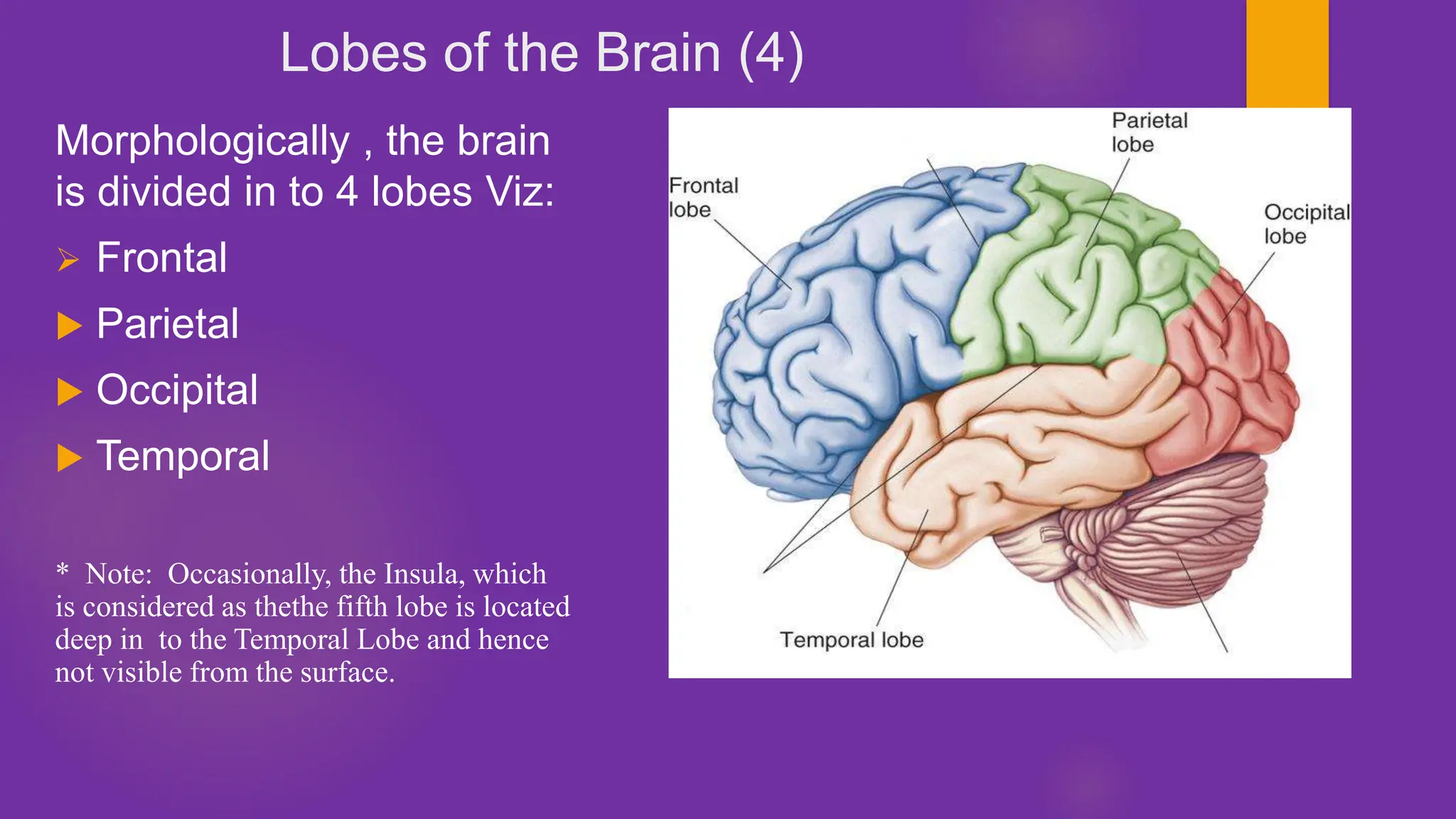 ORGANIZATION OF THE HUMAN NERVOUS SYSTEM.pptx