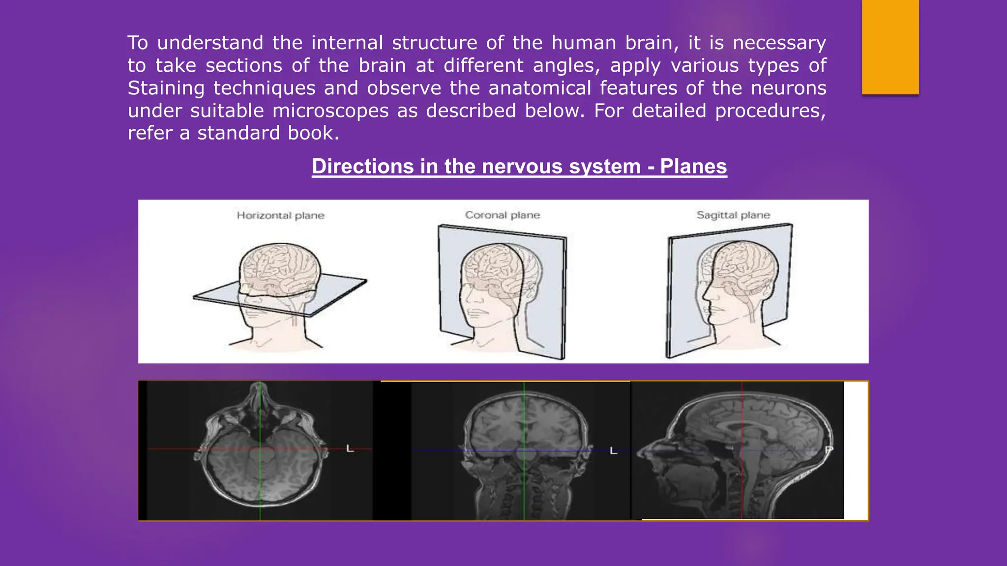 ORGANIZATION OF THE HUMAN NERVOUS SYSTEM.pptx