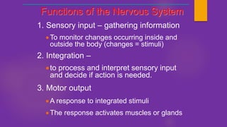 ORGANIZATION OF THE HUMAN NERVOUS SYSTEM.pptx