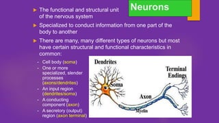 ORGANIZATION OF THE HUMAN NERVOUS SYSTEM.pptx