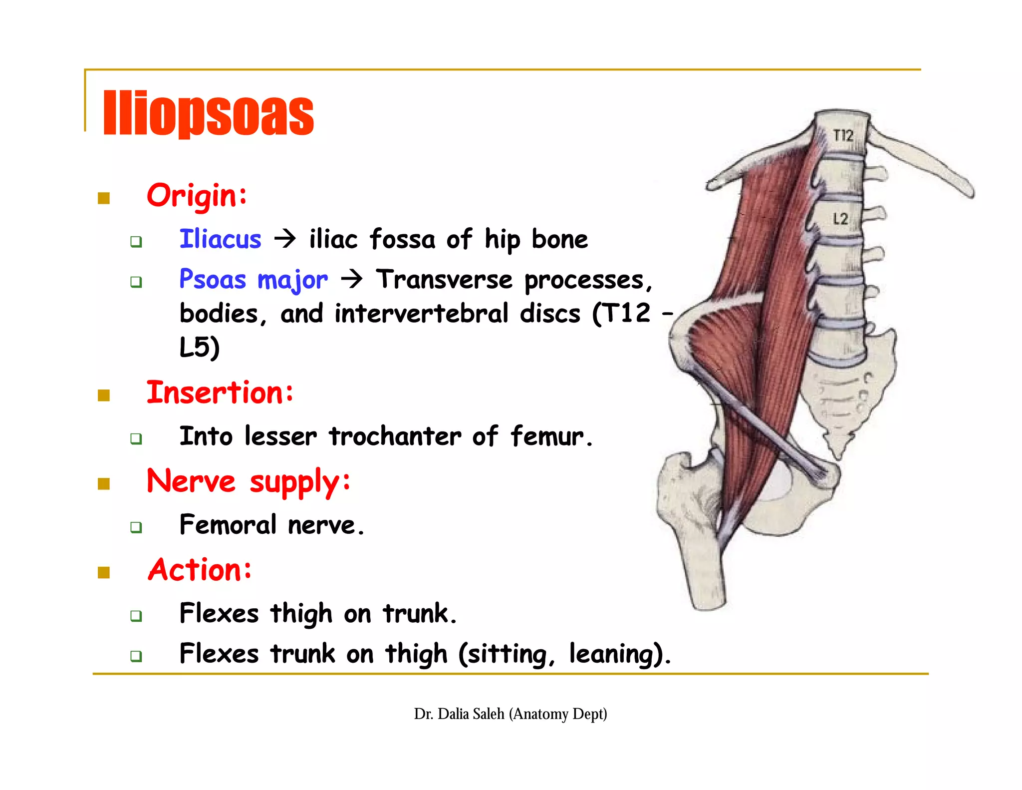 Organization of the ll, front and medial sides of thigh | PDF