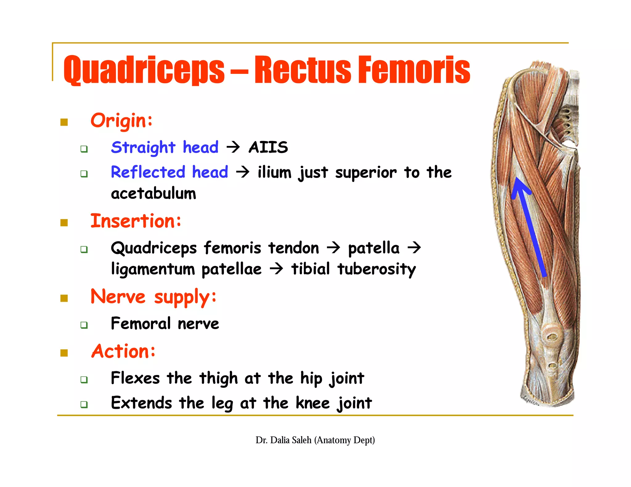 Organization of the ll, front and medial sides of thigh | PDF