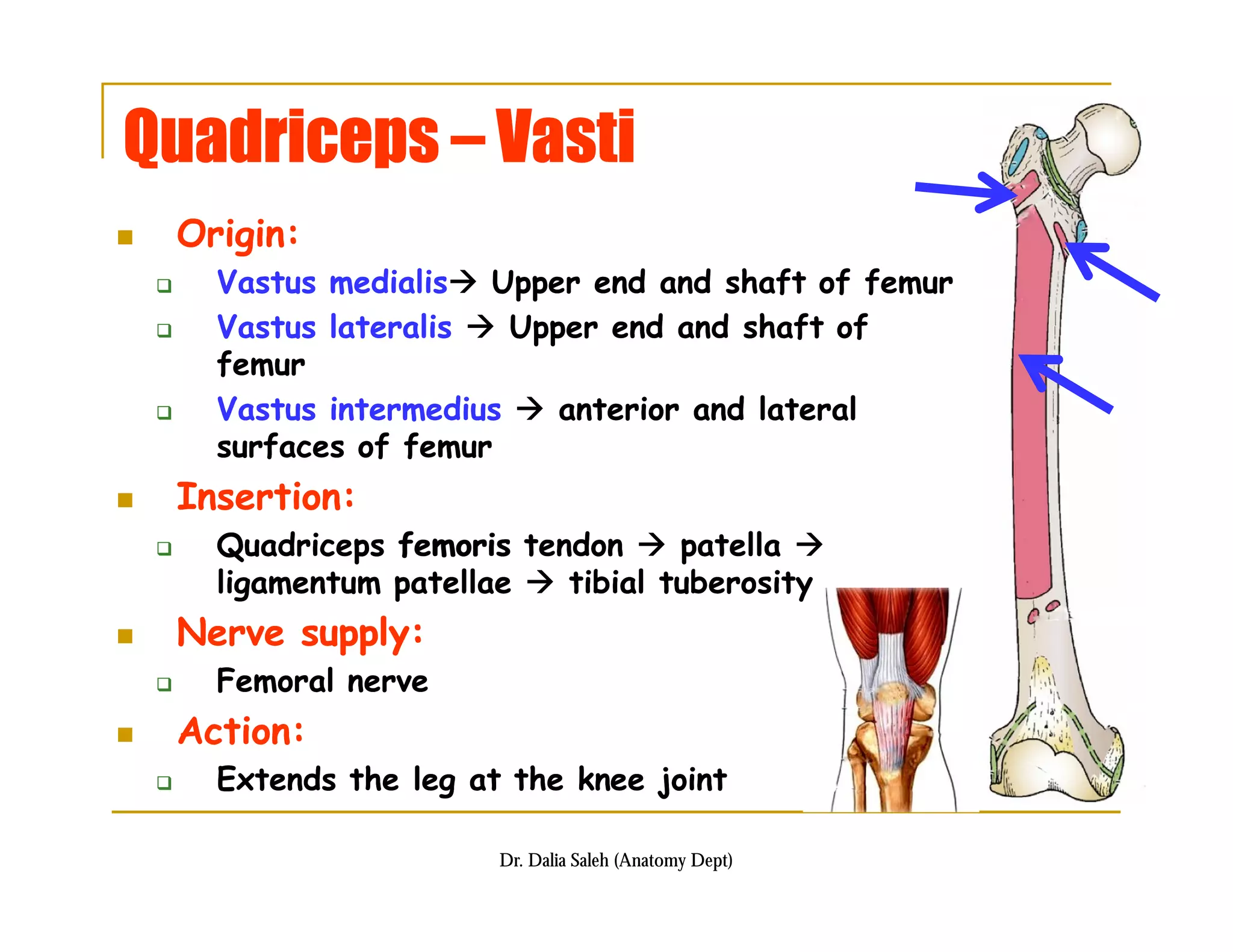 Organization of the ll, front and medial sides of thigh | PDF
