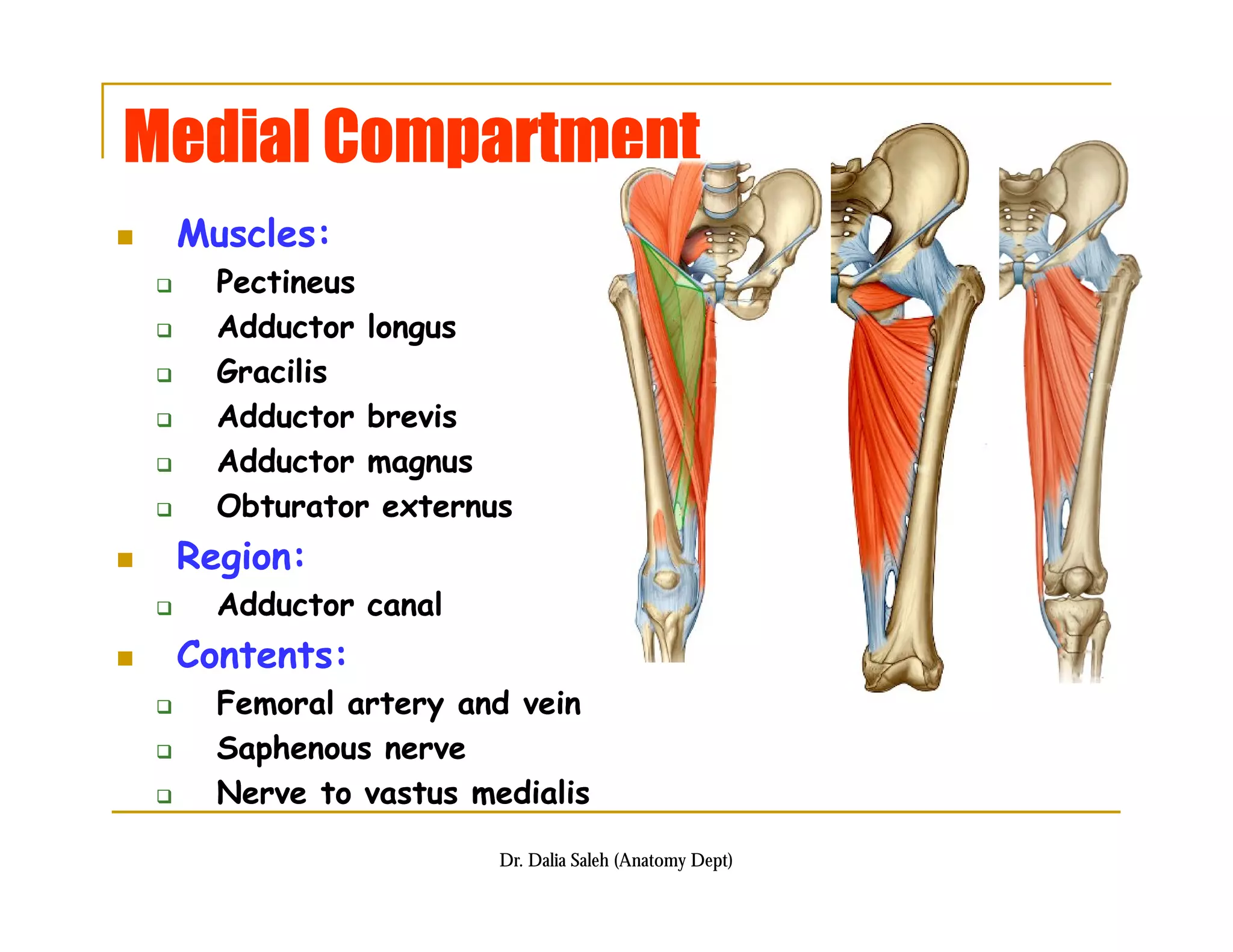 Organization of the ll, front and medial sides of thigh | PDF