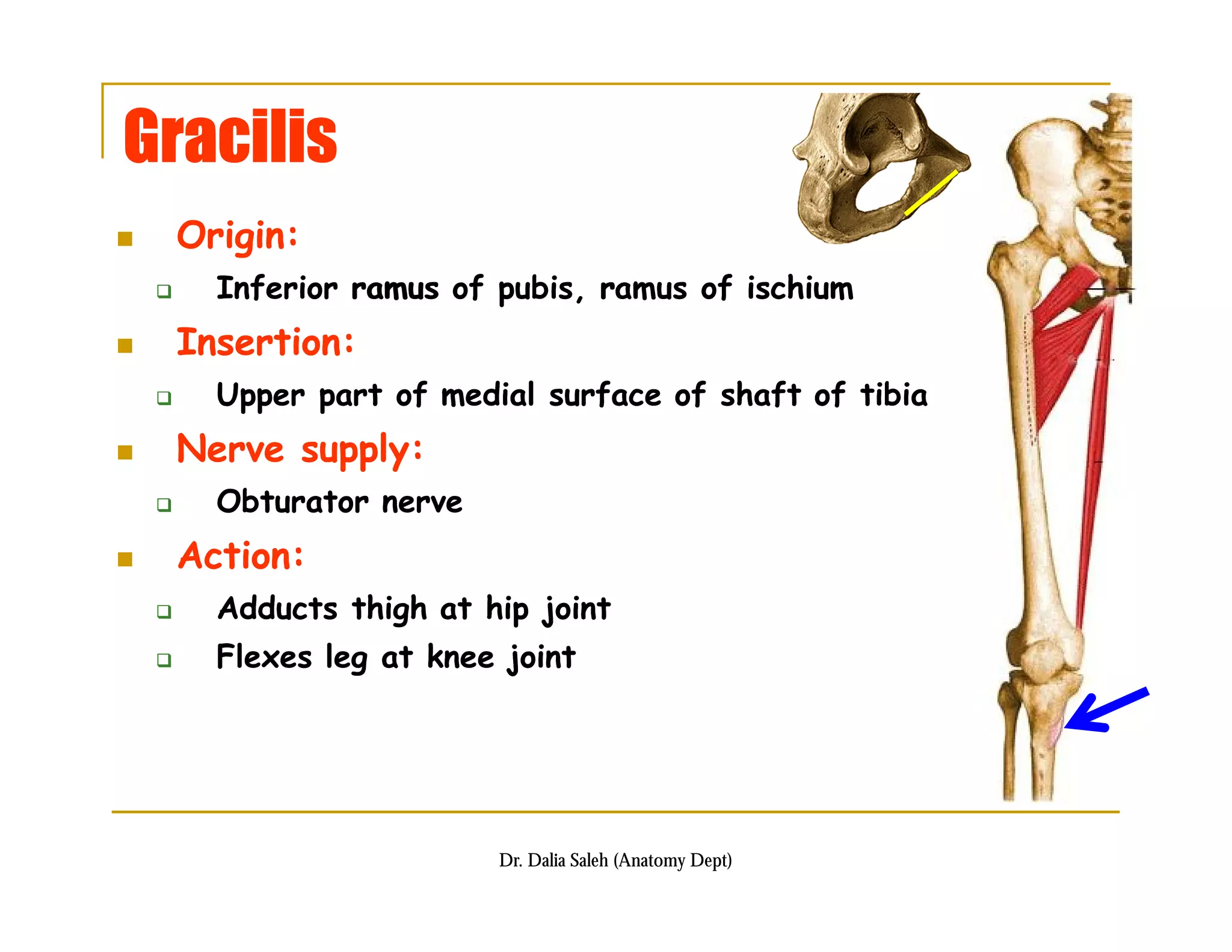 Organization of the ll, front and medial sides of thigh | PDF