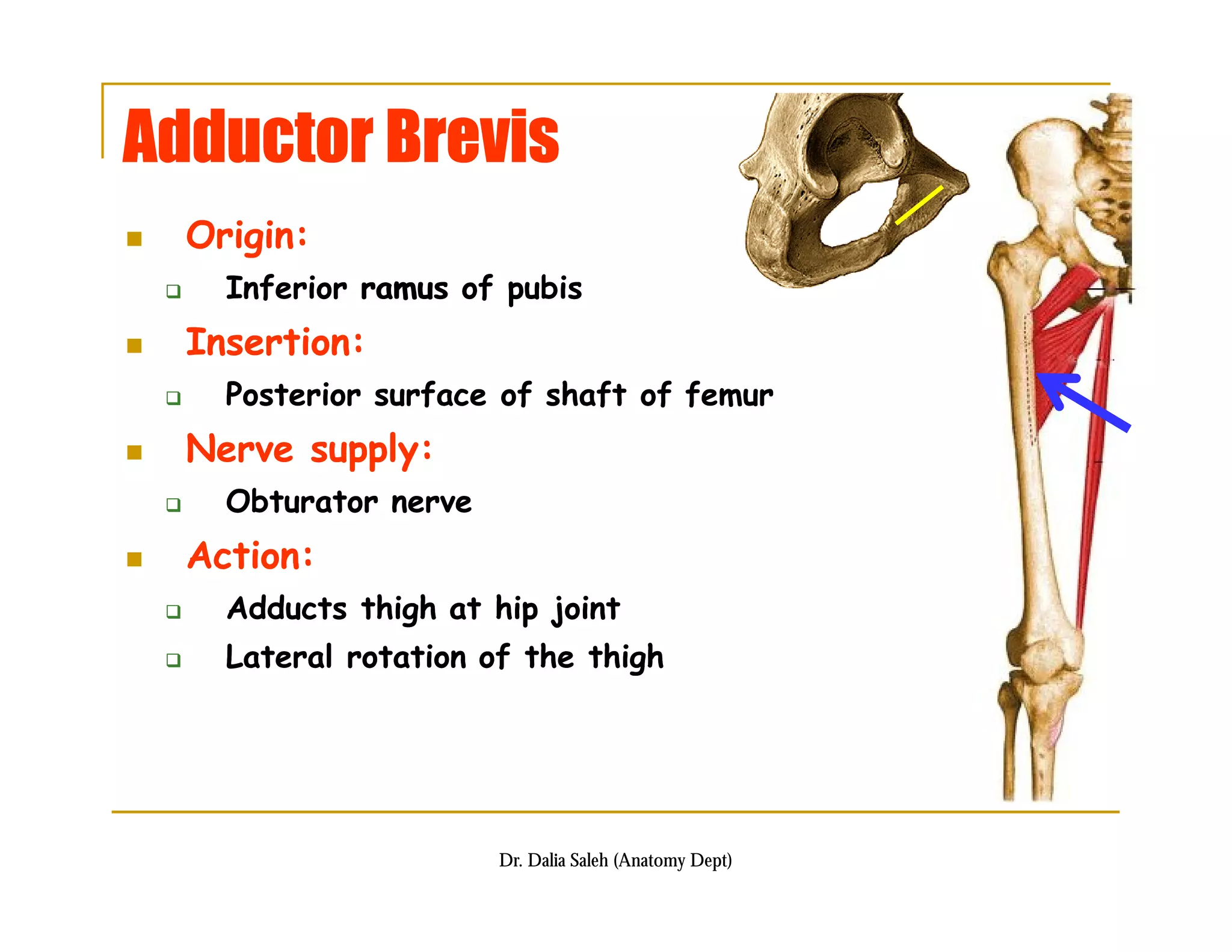 Organization of the ll, front and medial sides of thigh | PDF