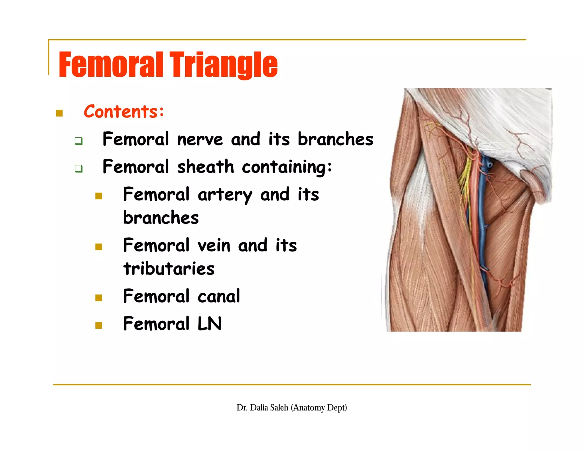 Organization of the ll, front and medial sides of thigh | PDF
