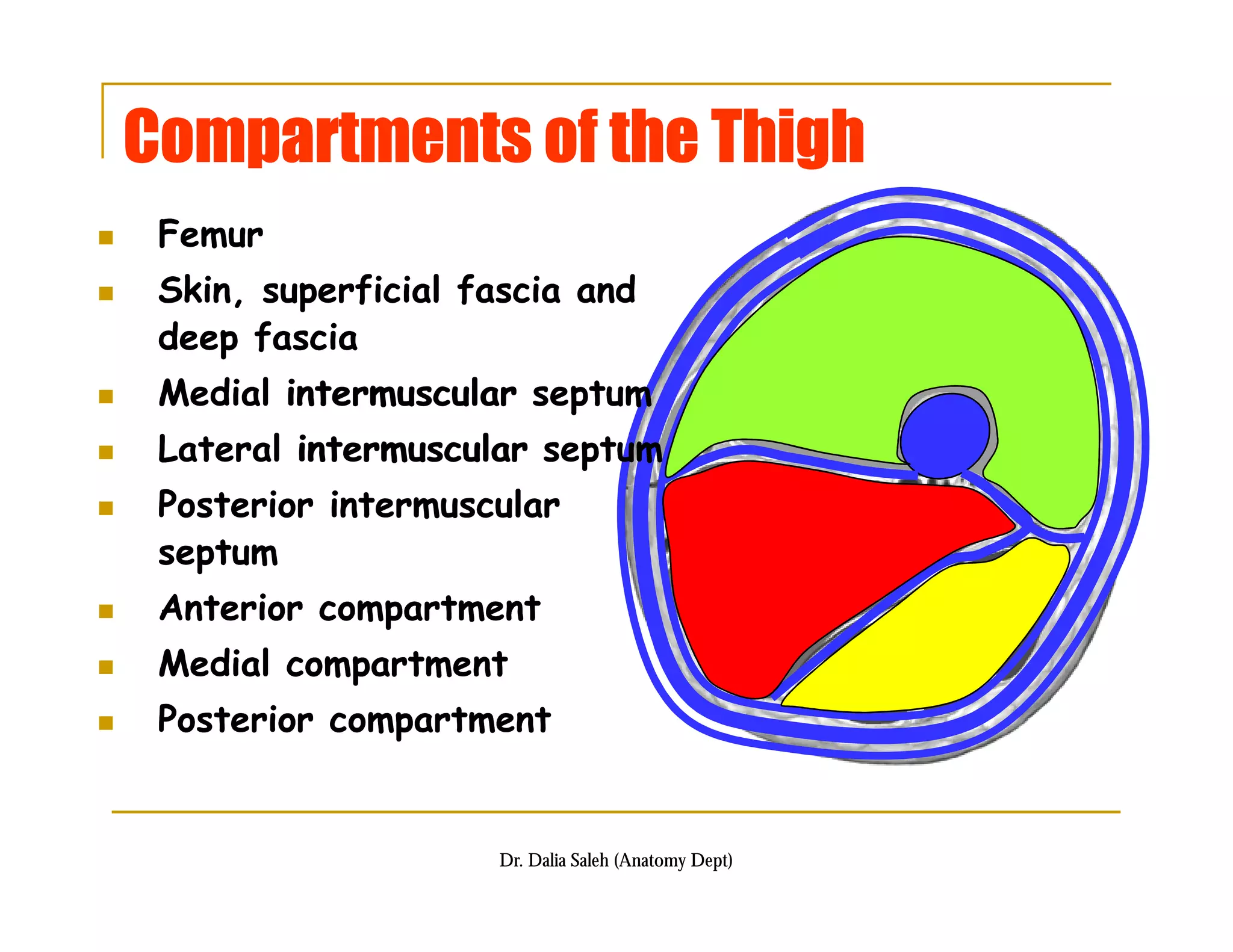 Organization of the ll, front and medial sides of thigh | PDF
