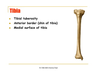 Organization of the ll, front and medial sides of thigh | PDF