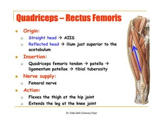 Organization of the ll, front and medial sides of thigh | PDF