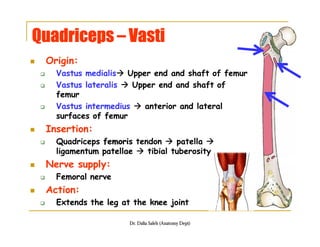 Organization of the ll, front and medial sides of thigh | PDF