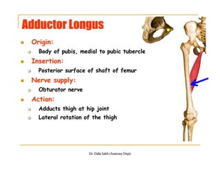 Organization of the ll, front and medial sides of thigh | PDF