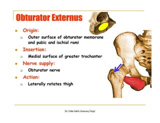 Obturator Externus Origin And Insertion