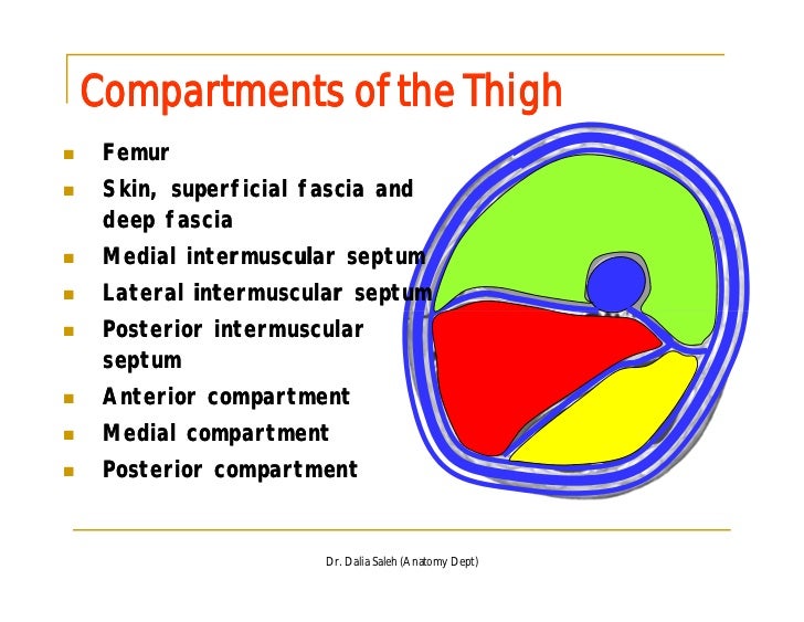 Organization of the ll, front and medial sides of thigh