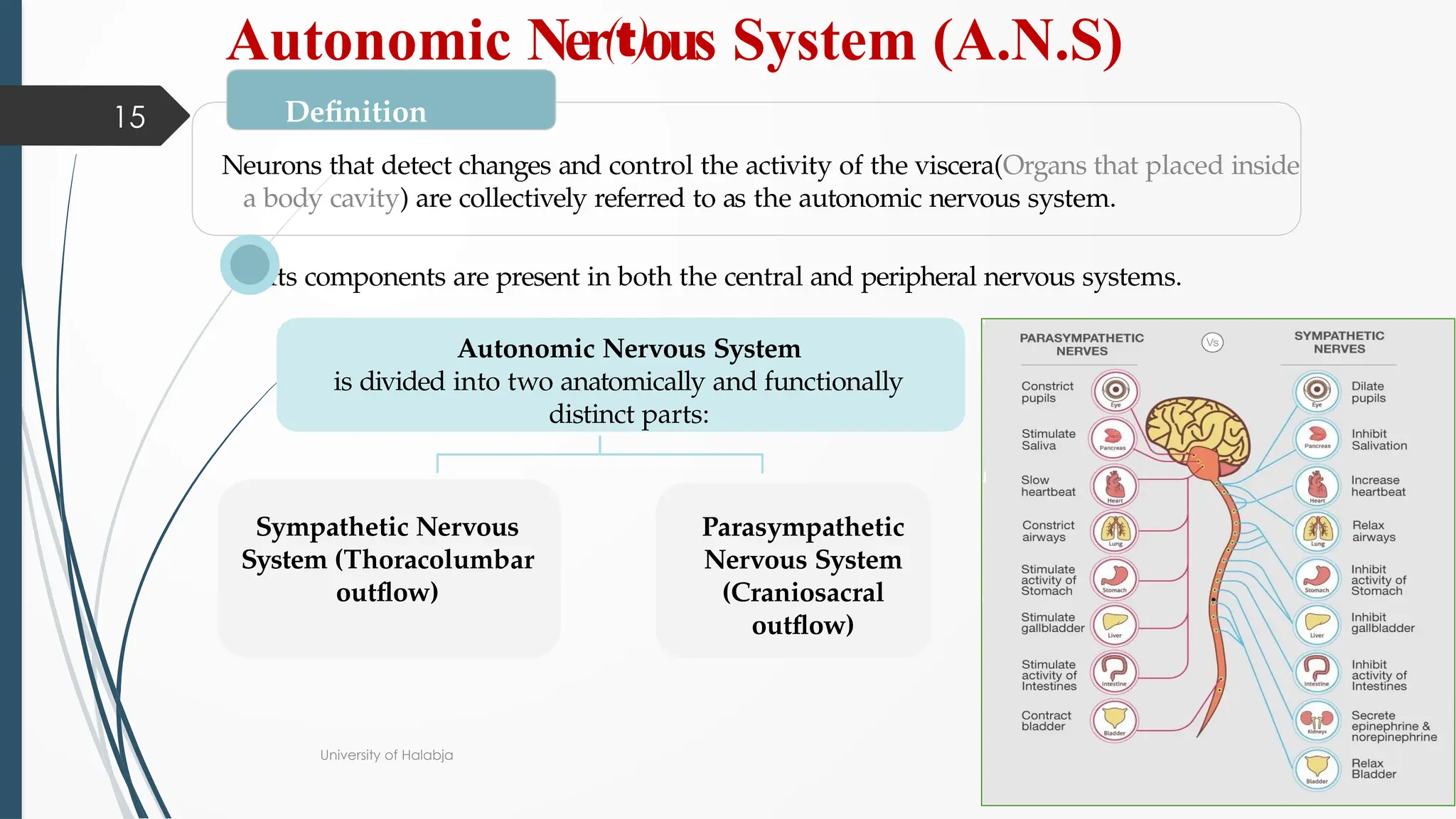 Organization of the Nervous System.pptx. | PPTX