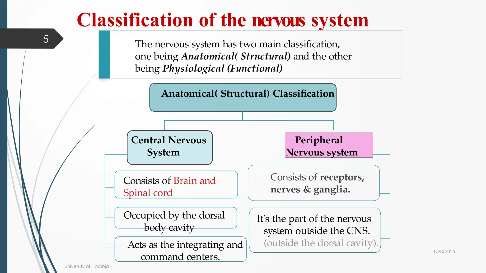 Organization of the Nervous System.pptx. | PPTX