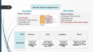 Organization of the Nervous System.pptx. | PPTX