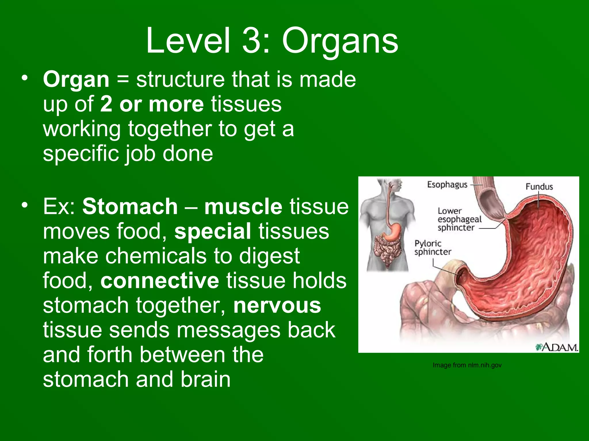 Organization organisms | PPT