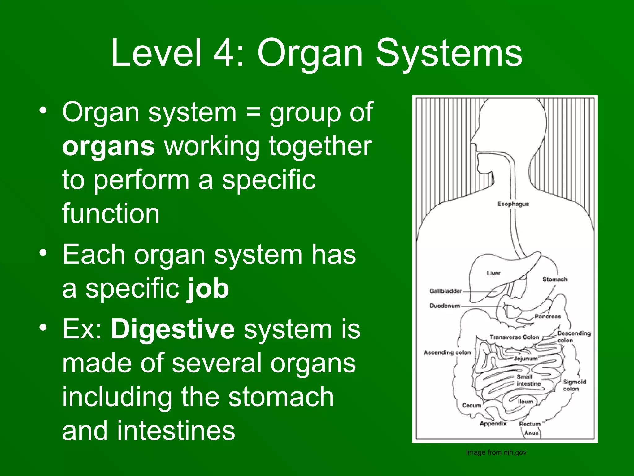 Organization organisms | PPT