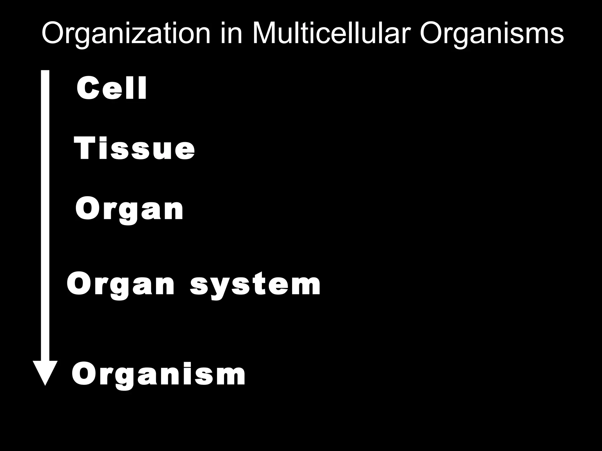 Organization organisms | PPT