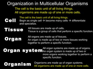 Organization organisms | PPT