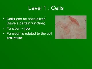 Organization organisms | PPT