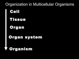 Organization organisms | PPT