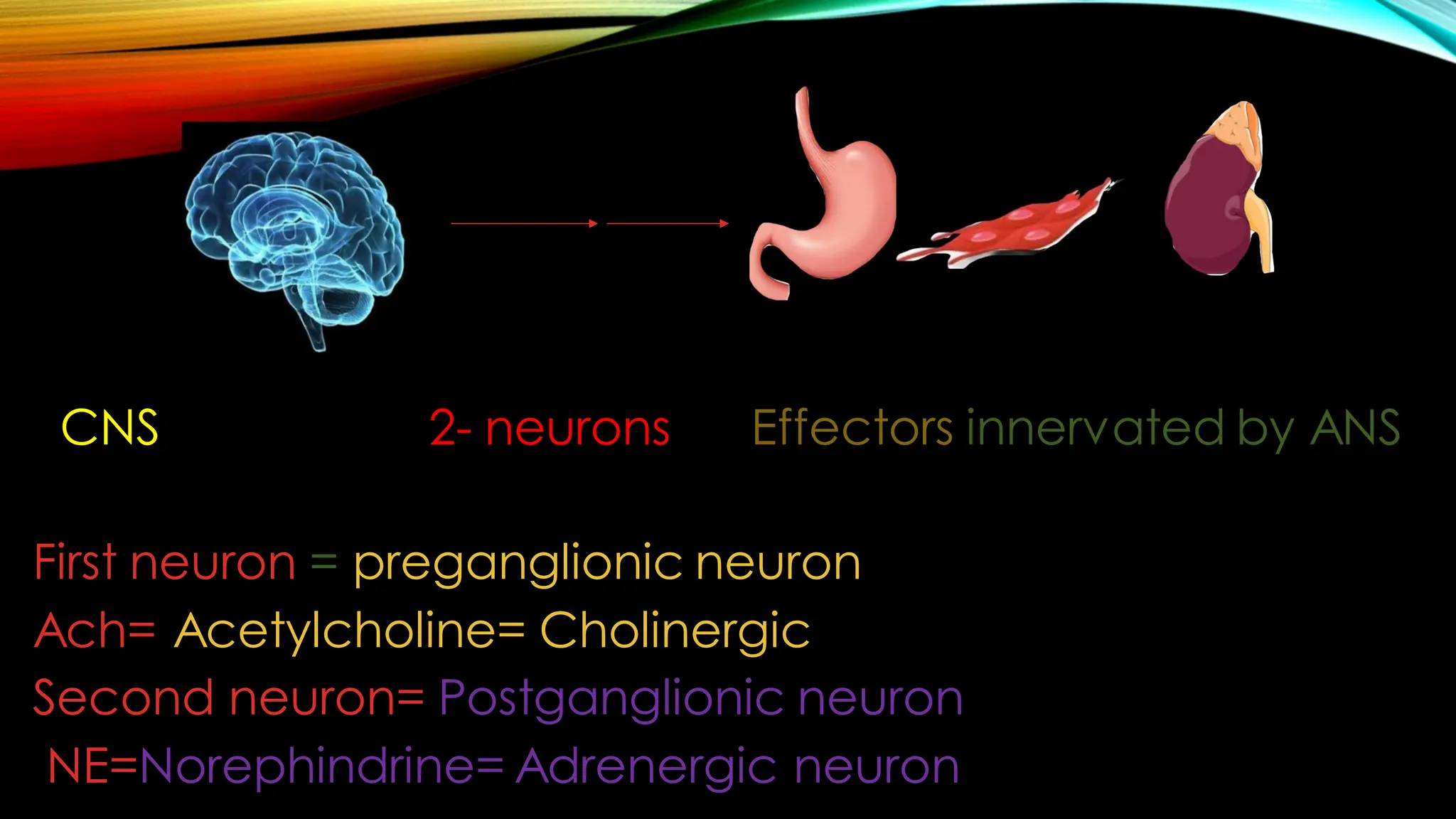 organizations of autonomic nervous systems..pdf