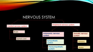organizations of autonomic nervous systems..pdf