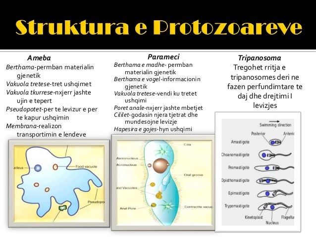 Organizmat njëqelizorë Aleksia Guranjaku Klasa IX shkolla "Albanet"