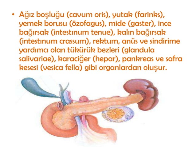 Organlar ve sistemler | PPTX