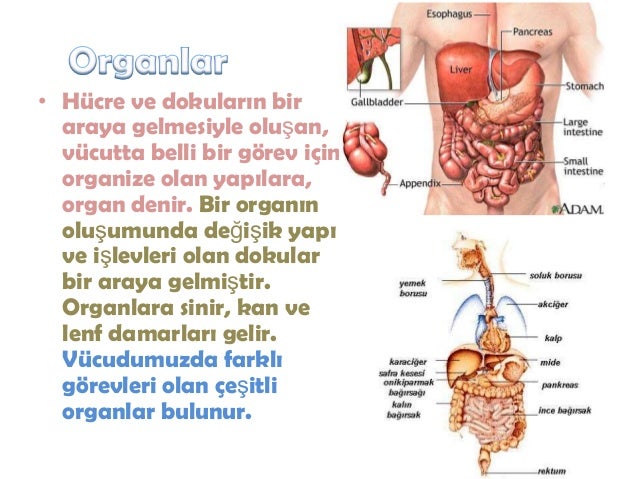 Organlar ve sistemler