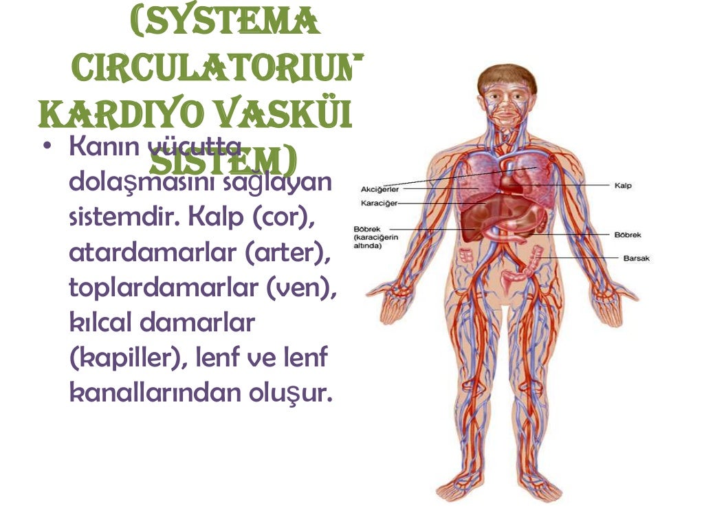 Organlar ve sistemler