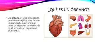 Organo | PPT