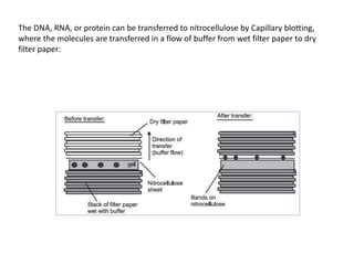 Organochemical gene synthesis, blotting techniques | PPTX