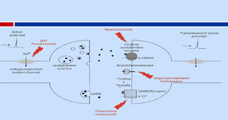 organochlorine toxicity.......pptx