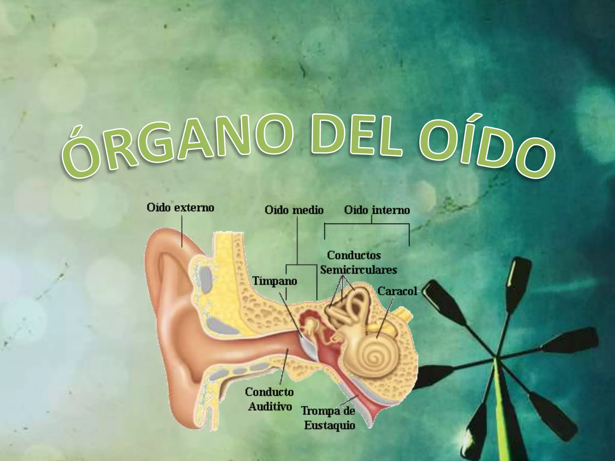 Organo del oido | PPT