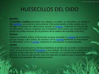 Organo del oido | PPTX