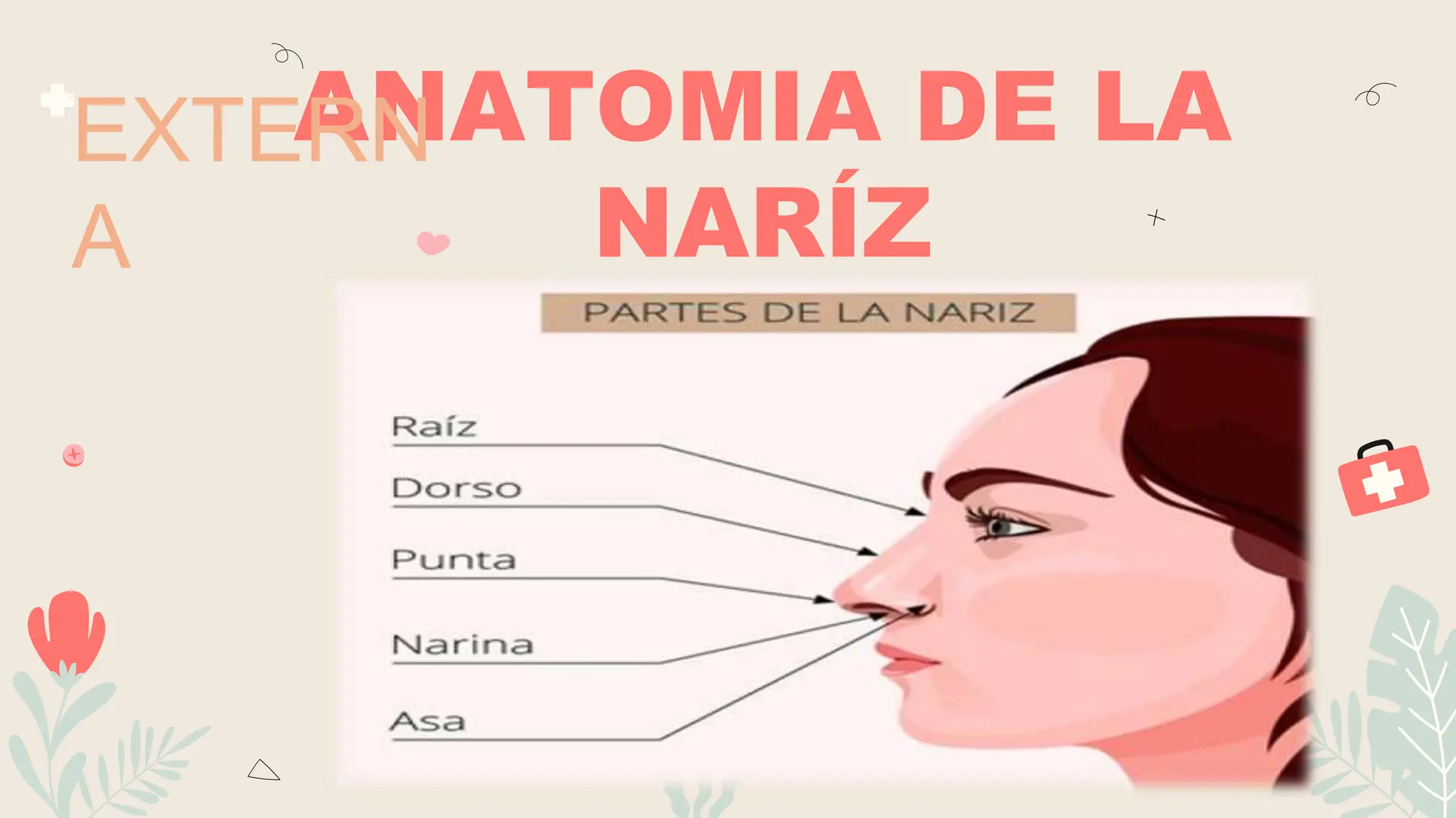 ORGANO DEL OLFATO de la anatomia humanapdf | PPTX