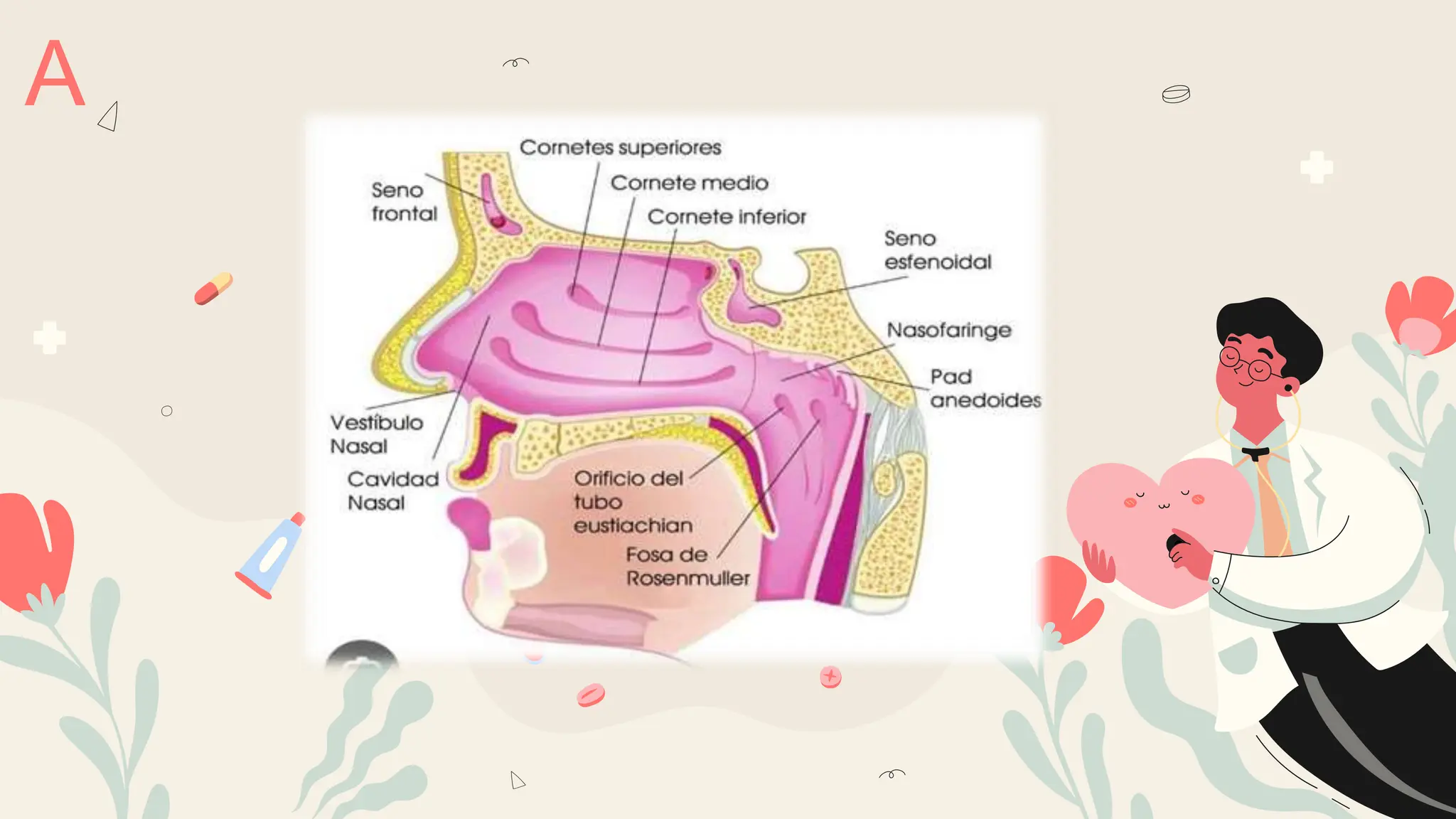 ORGANO DEL OLFATO de la anatomia humanapdf | PPTX