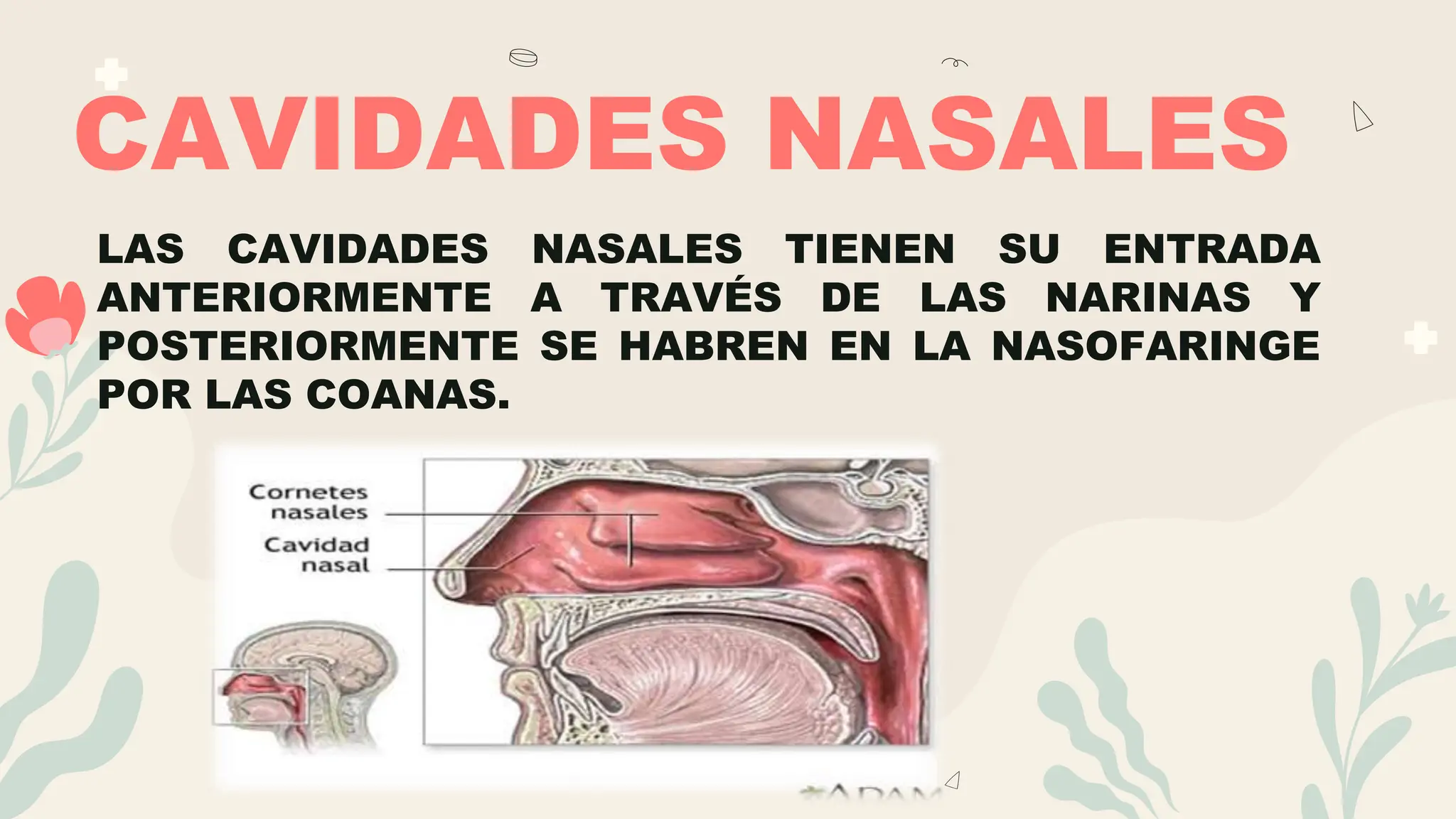 ORGANO DEL OLFATO de la anatomia humanapdf | PPTX