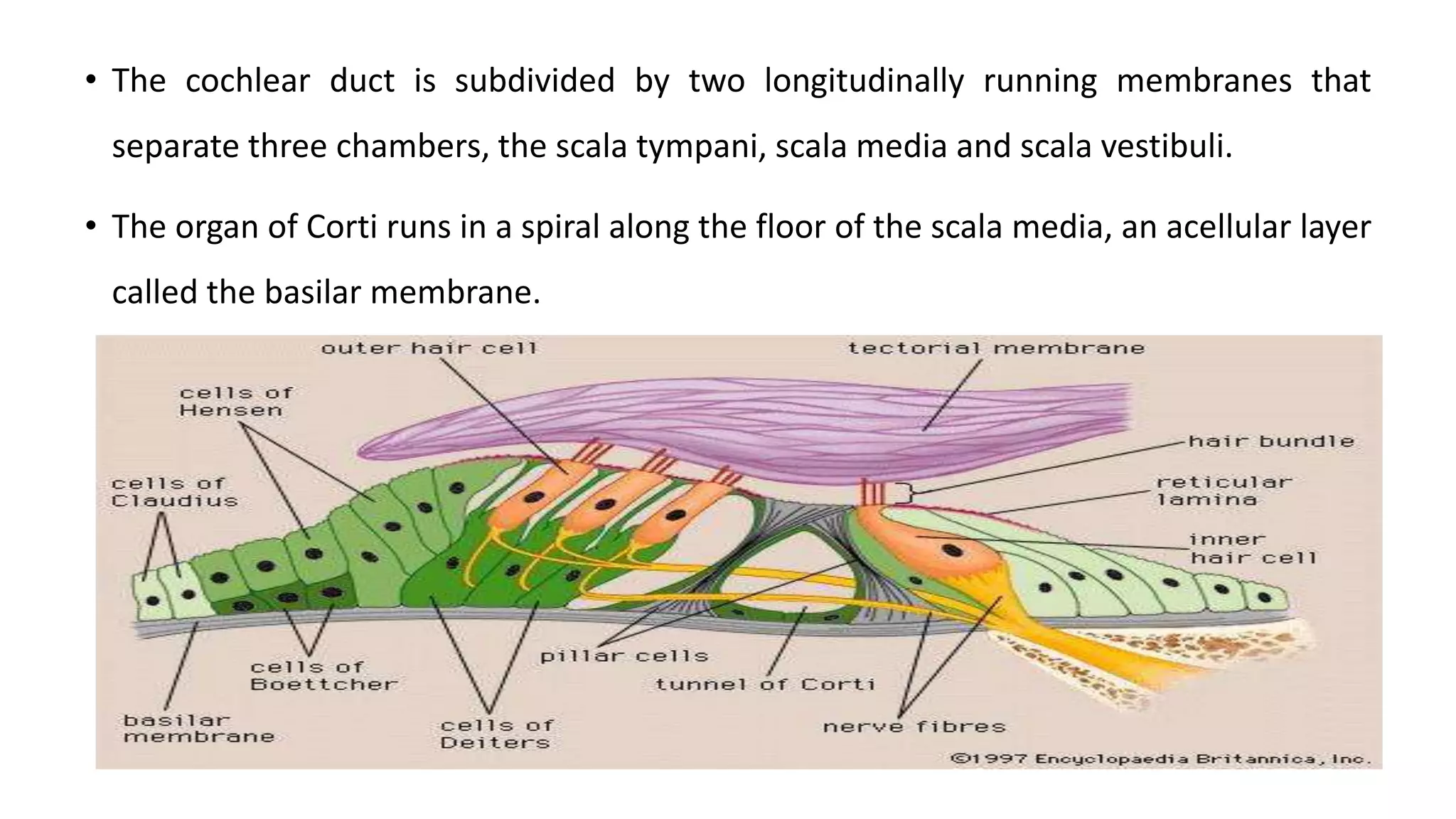 Organ of Corti.pptx