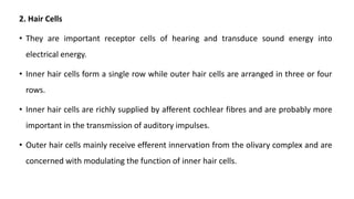 Organ of Corti.pptx